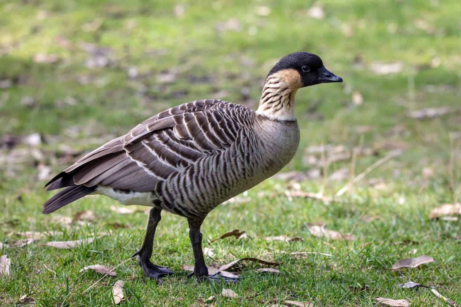 A Look at the Unique Animals of Haleakalā National Park