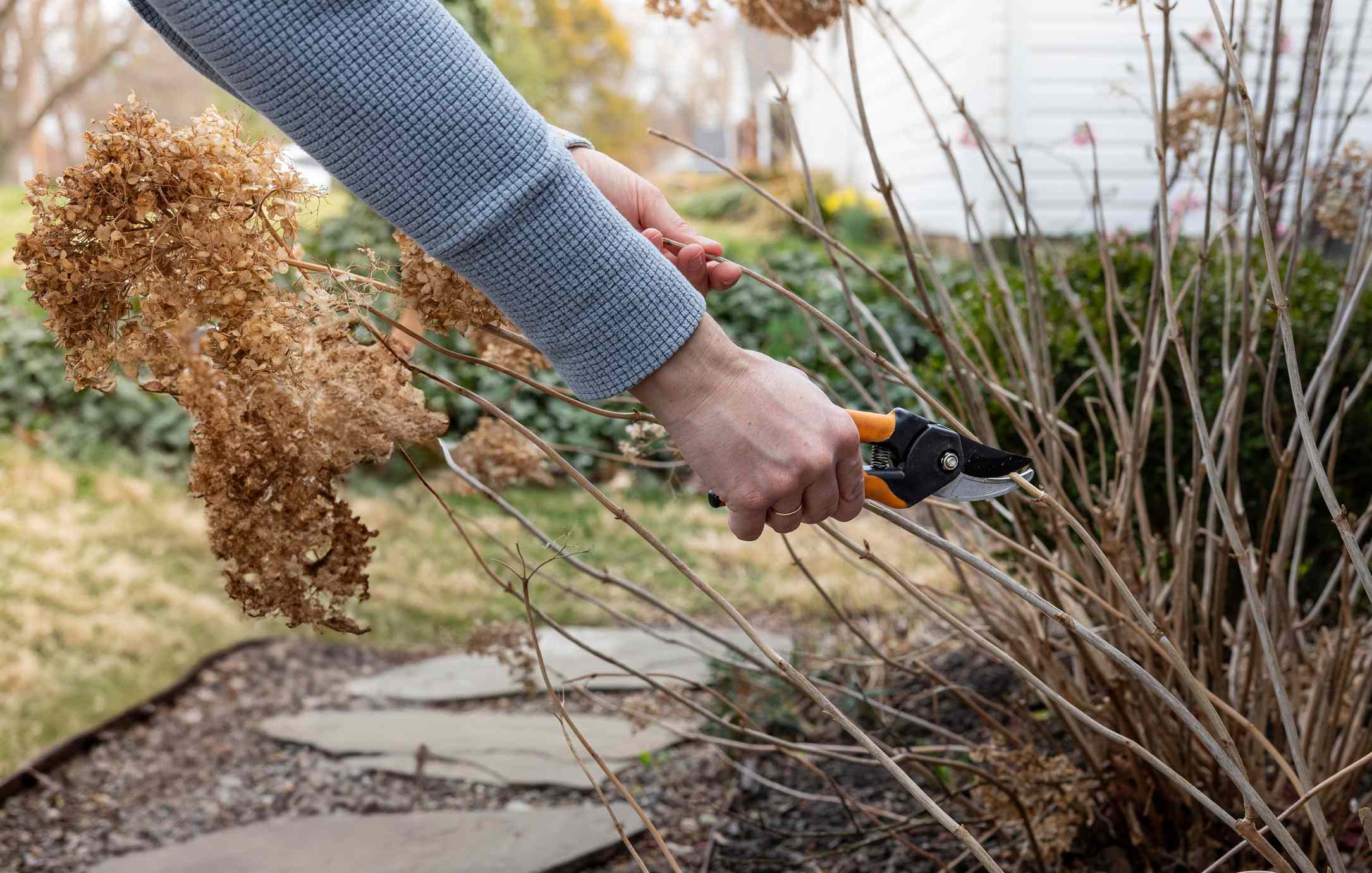 7 Shrubs You Should Always Prune in Fall for Better Growth Next Spring ...