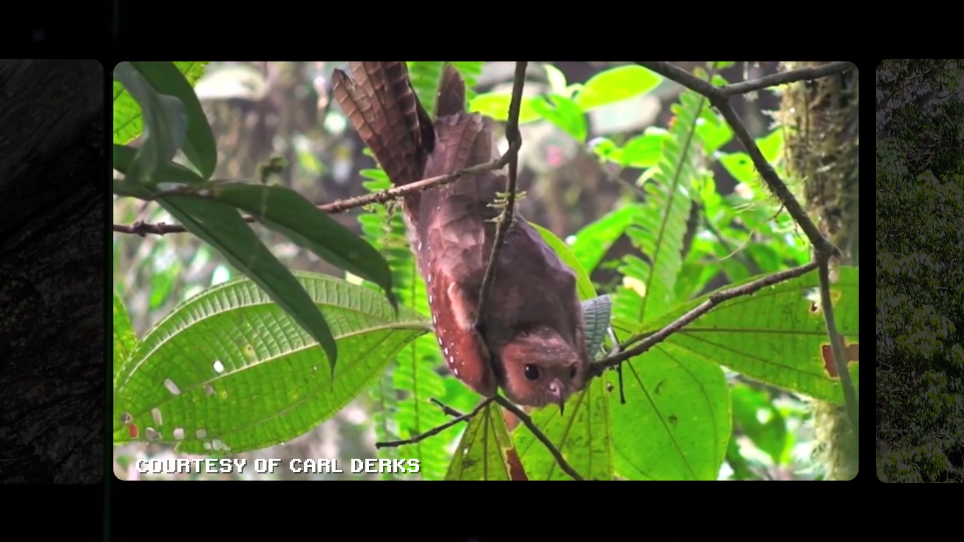 The Hidden Language of Sound: How Animals Evolved Echolocation