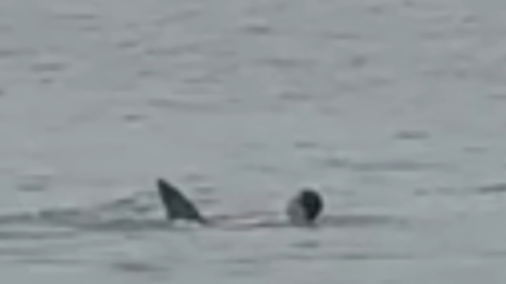 Egypt shark attack - expert breaks down why it happened