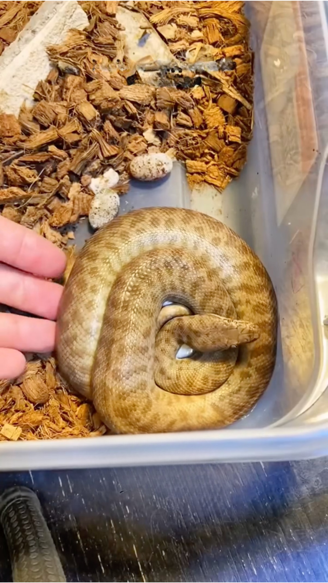 Sometimes you get a bunch of slugs!