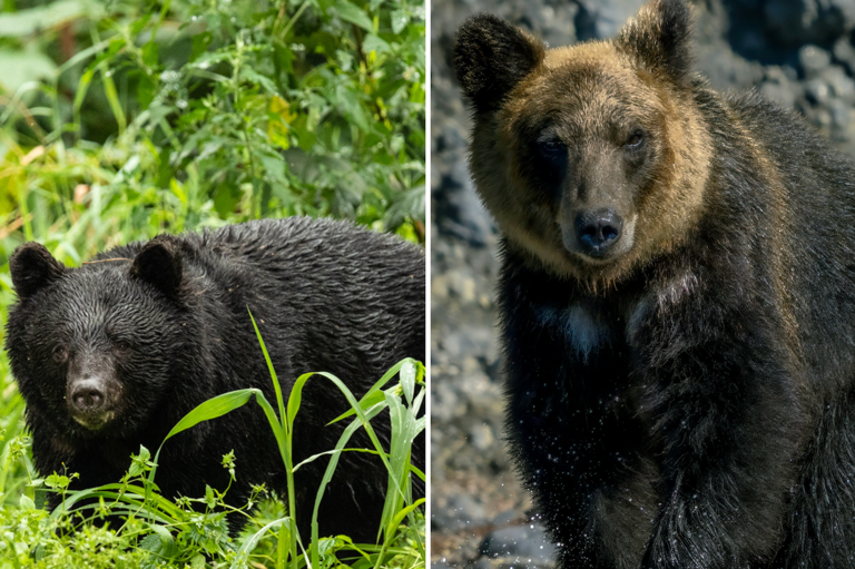 Japan deploys troops to tackle the country's bear attack problem