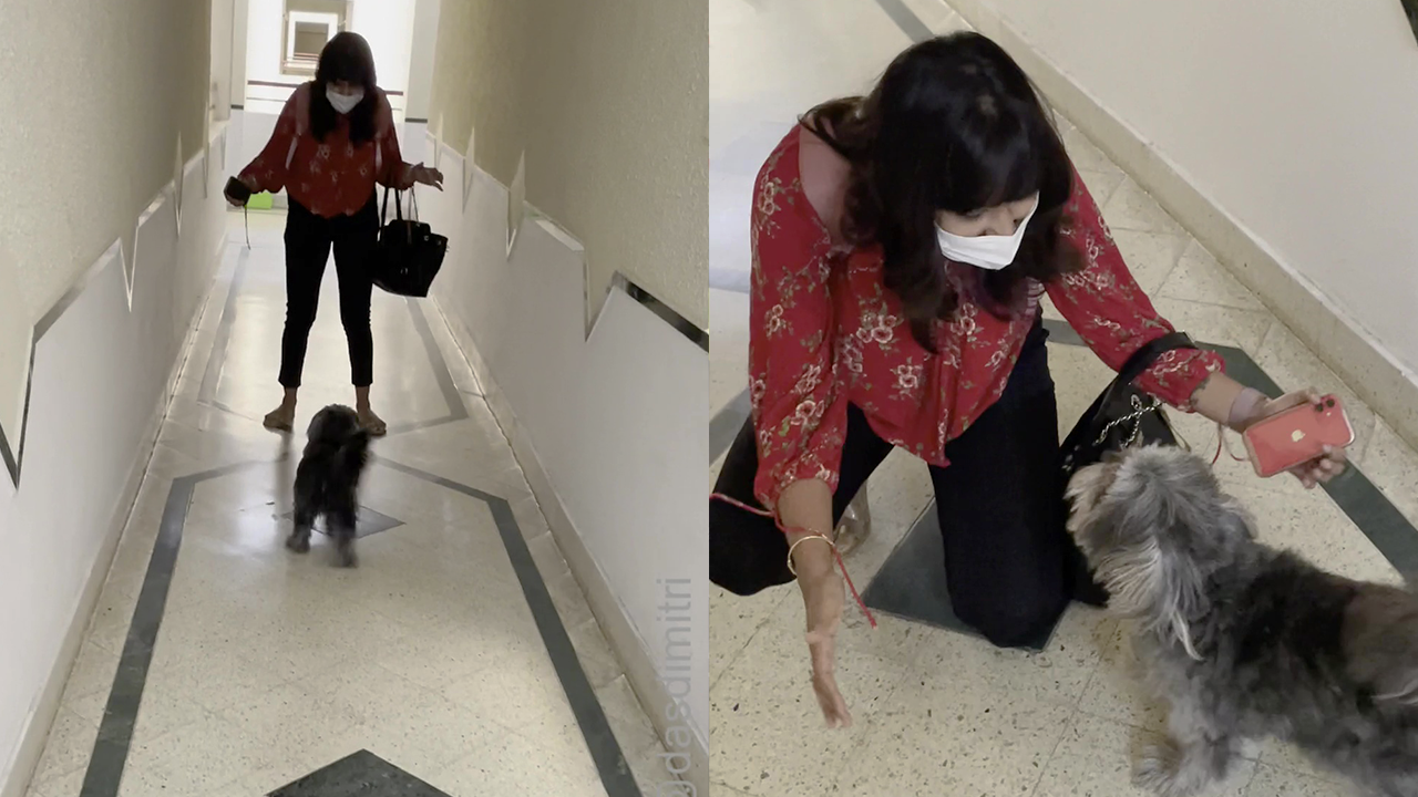 'Dog's Happiness Knows No Bounds As he Reunites with Loved One After 3 ...