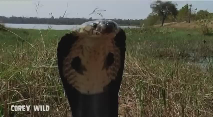 Monocle cobra | one of the world's deadliest