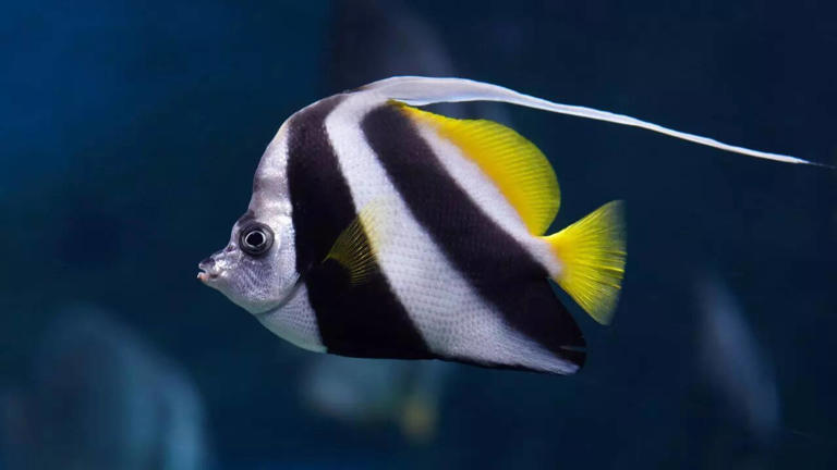 Nature’s 7 most dangerous female animals from green anaconda to lioness