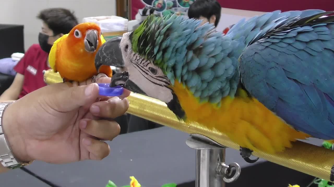 Adorable Bird Buddies: A Large Macaw Patiently Shares Water with a ...