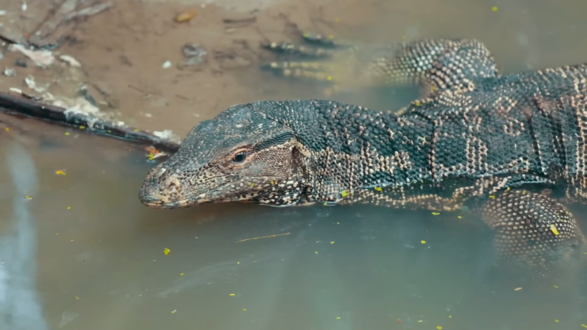 Evolution’s Giants: The World’s 10 Largest Lizards Explained