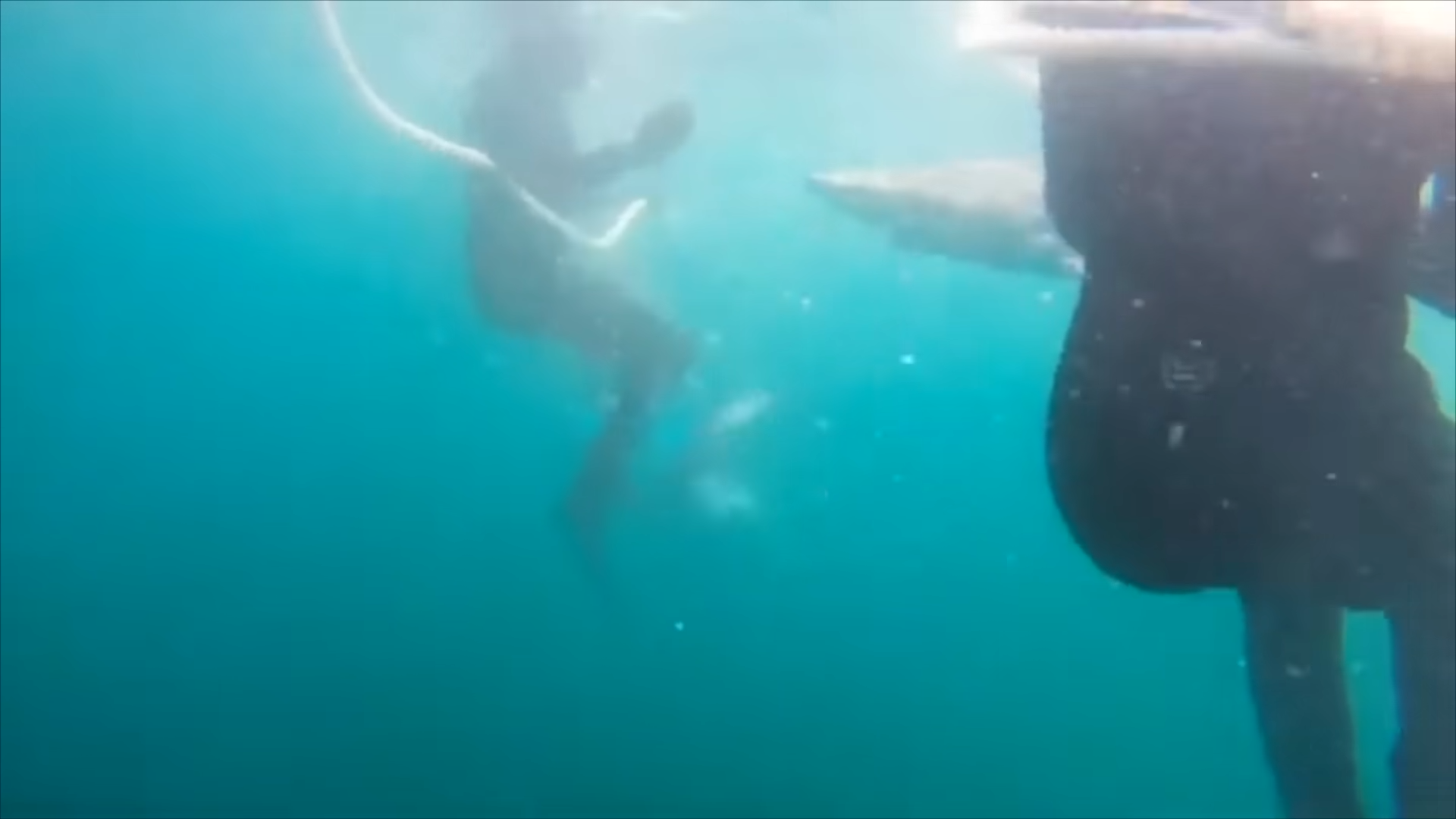 The UK’s first shark attack - shark scientist explains