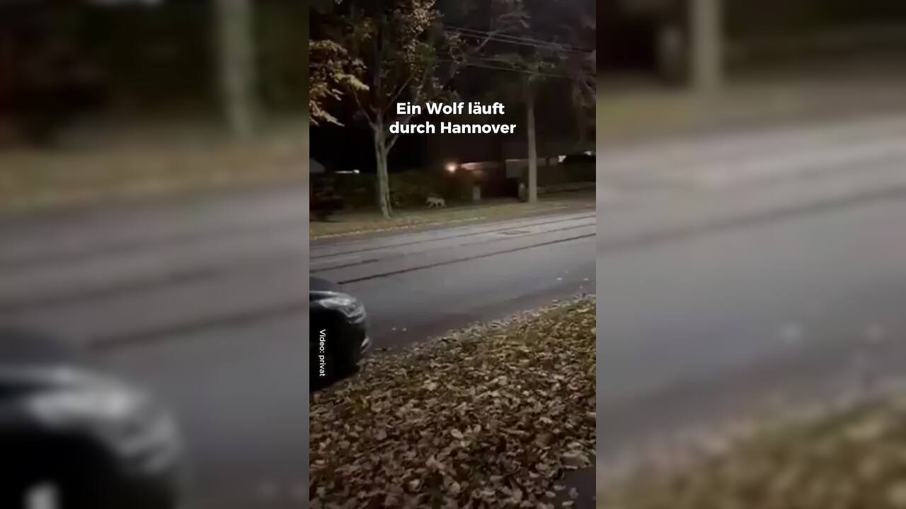 Ein Wolf läuft durch Hannover