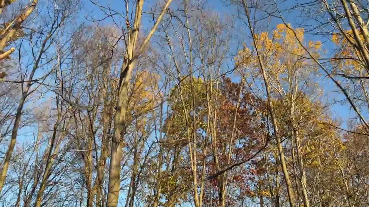 Strong winds sway tall trees in Detroit, Michigan, USA