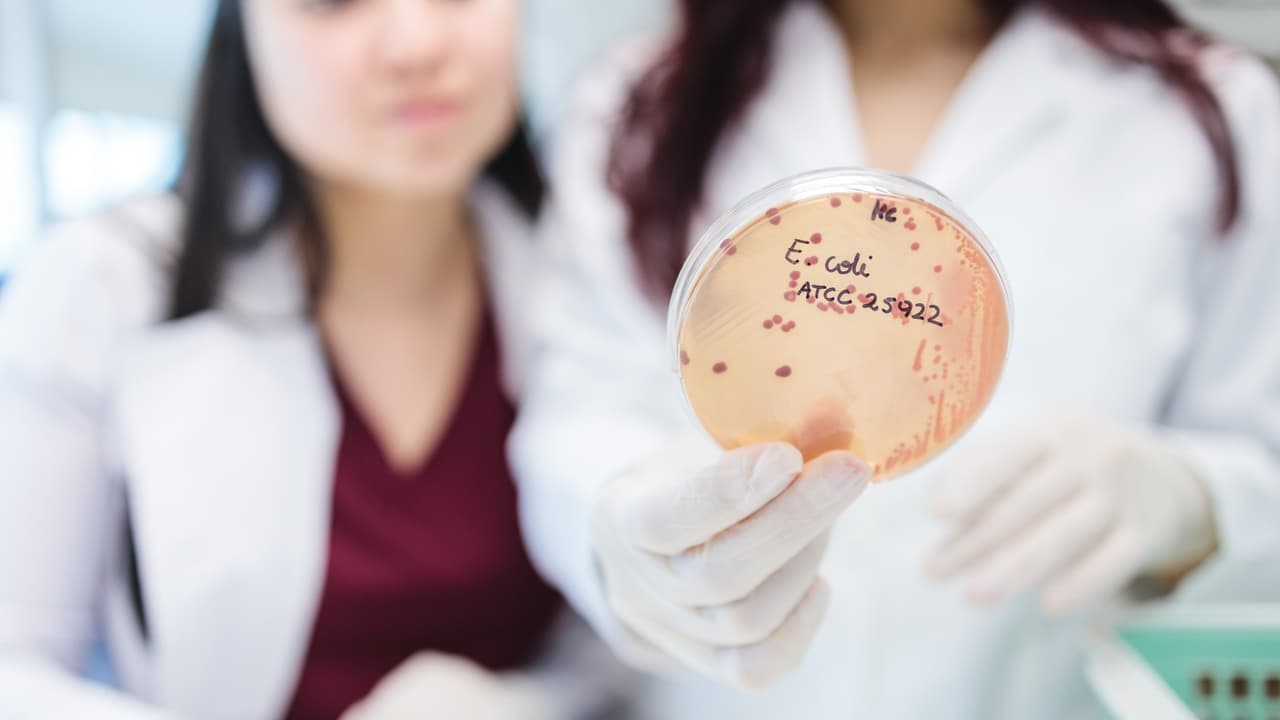 Breakthrough Study Finds E. coli Spreads as Quickly as Swine Flu