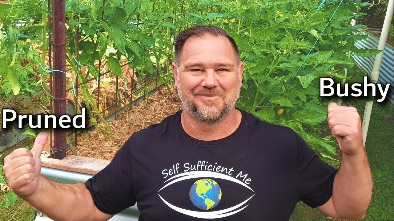 To prune or not to prune tomato plants?