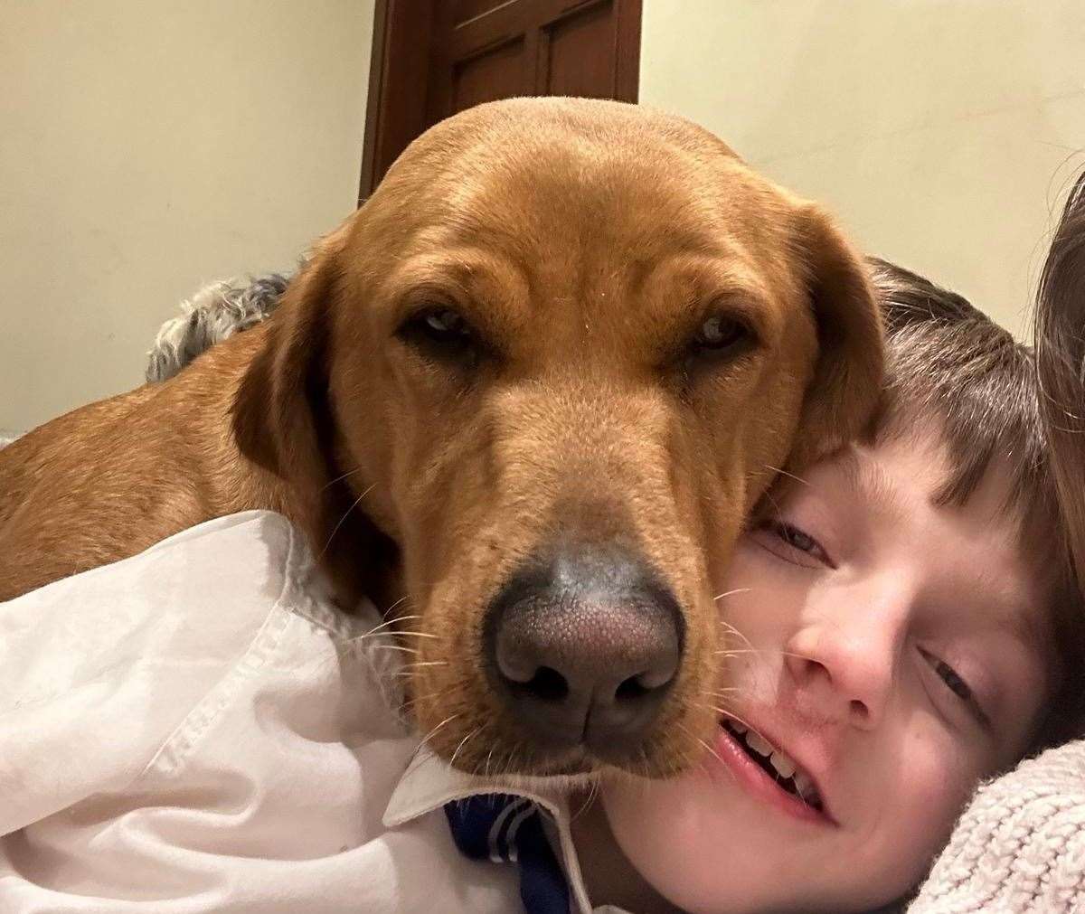 Family searching for Labrador who fled from home in Boughton Monchelsea ...