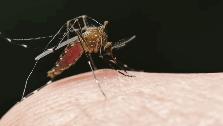 What happens if you were bitten by one million mosquitoes?