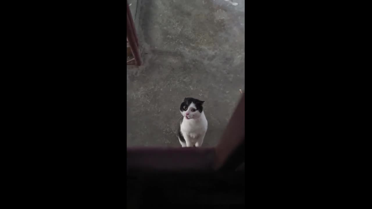 Cat angrily meows at owner for not opening gate in Guizhou, China