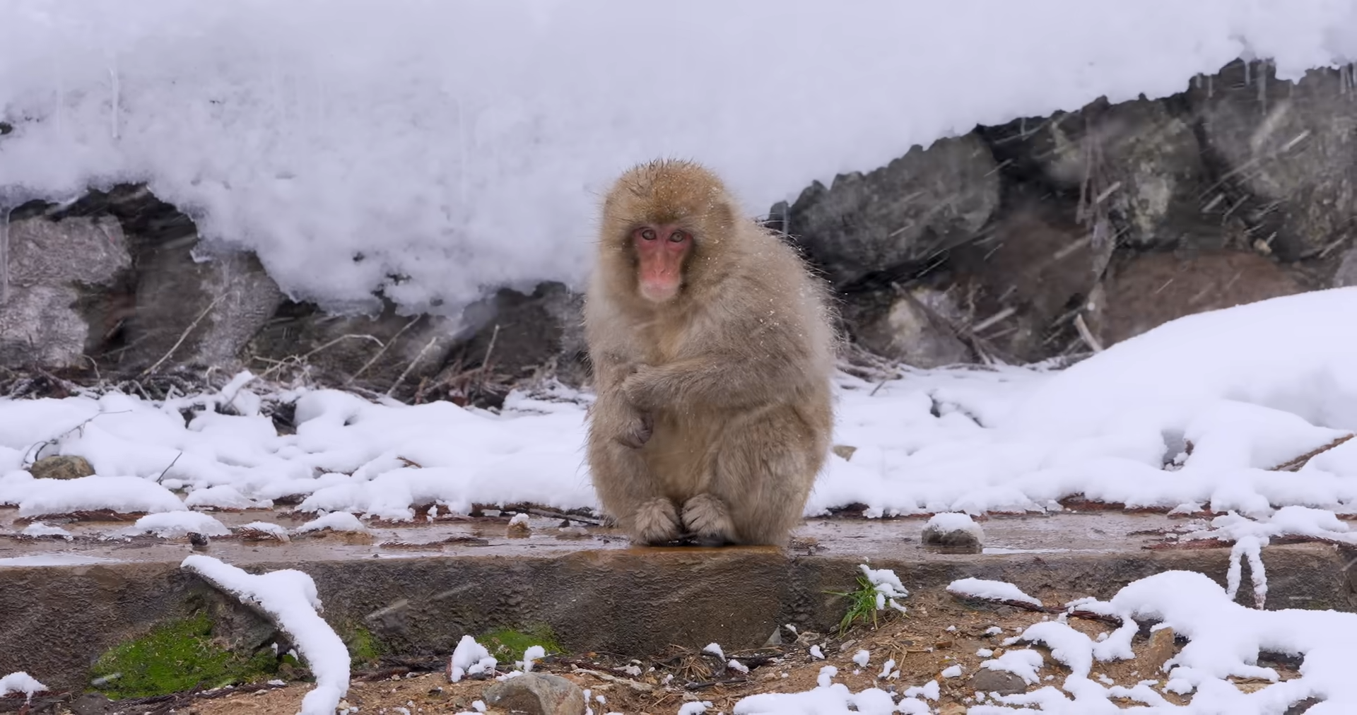 When Monkeys Mirror Humanity: The Science Behind Japan’s Snow Primates