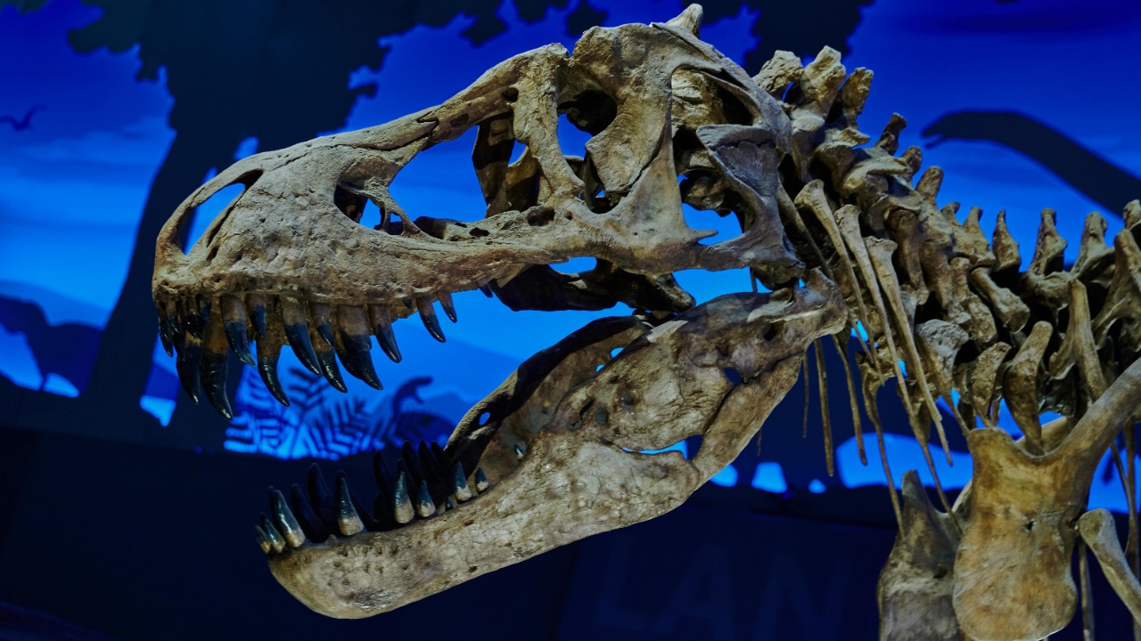 Dinosaur skull discovery looked too perfect to be real