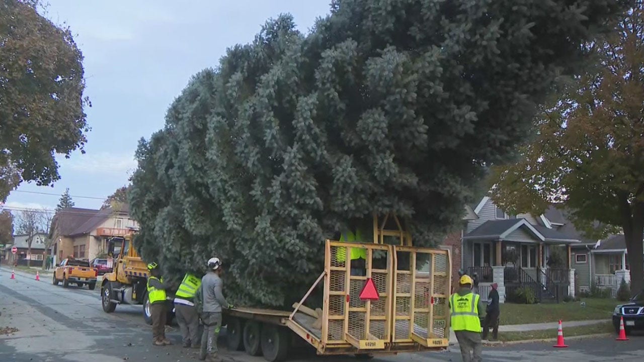 2025 City of Milwaukee Christmas tree harvested Wednesday