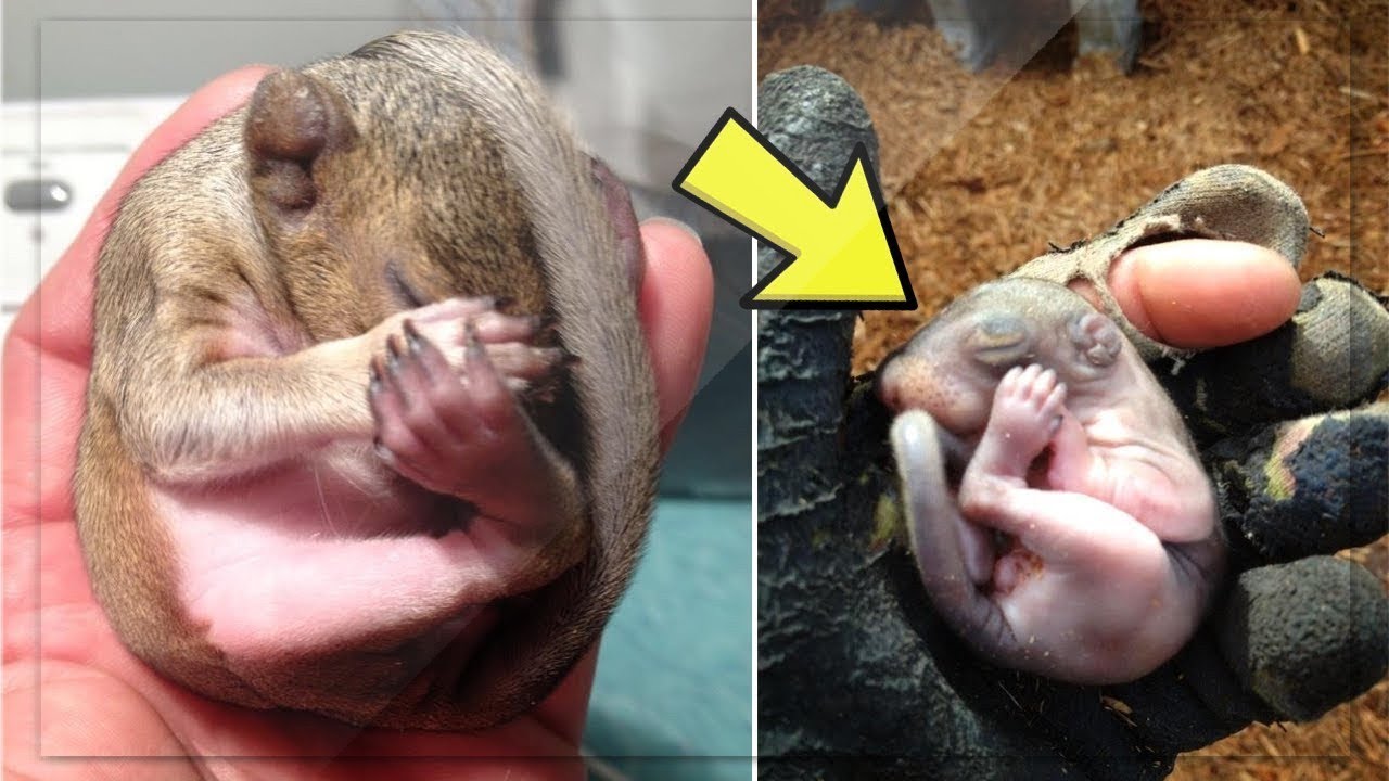 Man Finds Baby Squirrel in Mulch – Grows Up Adorable