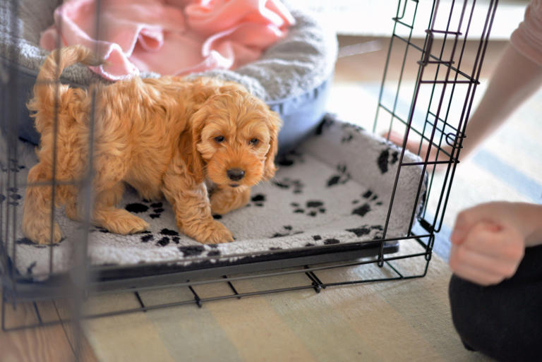 Puppy Crying in Their Crate? Trainers Say This Trick Works