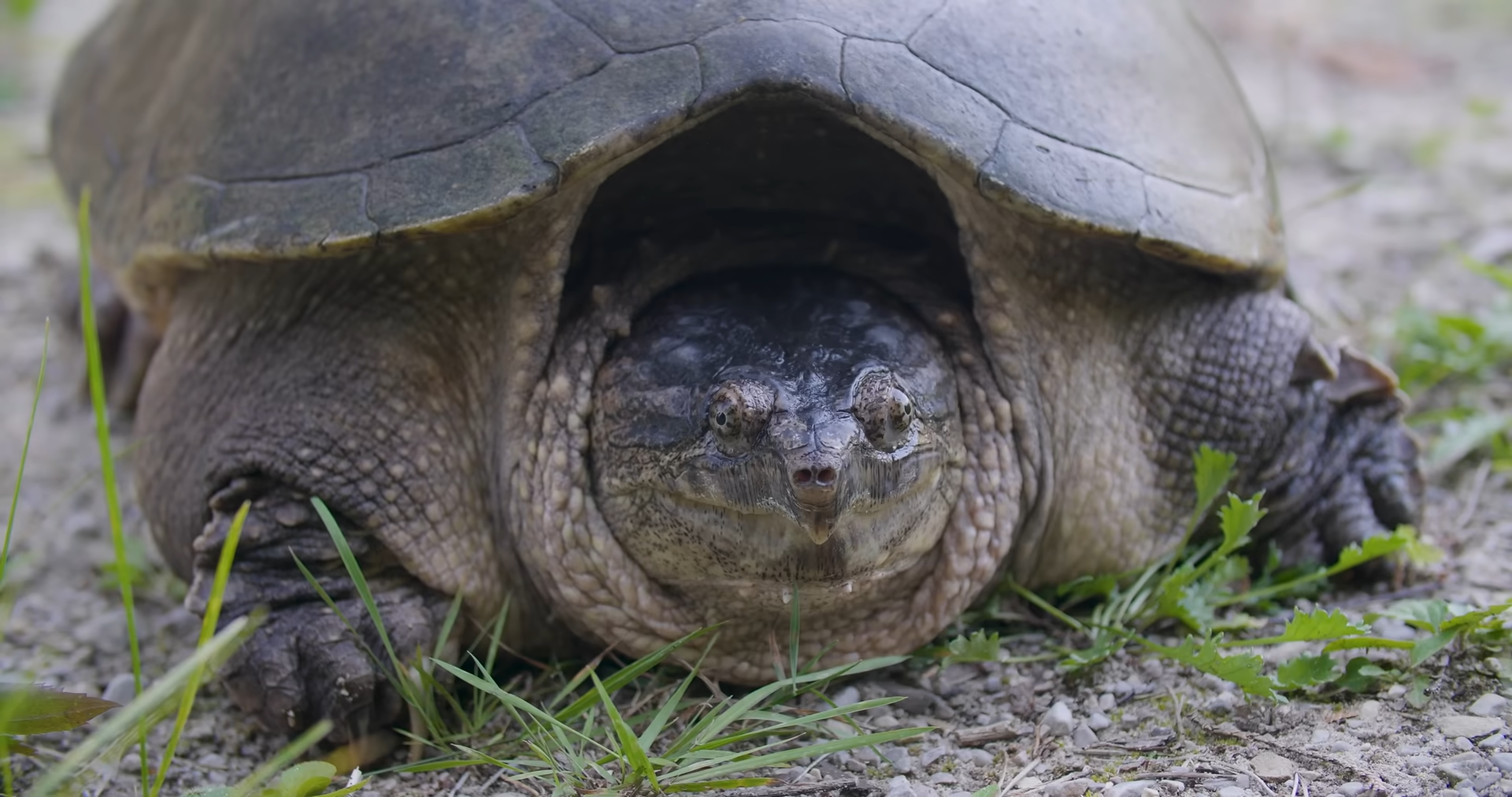 The Secret Behind the Snapping Turtle’s Deadly Bite