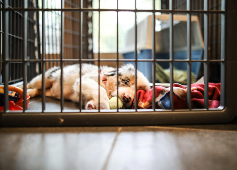 Puppy Crying in Their Crate? Trainers Say This Trick Works