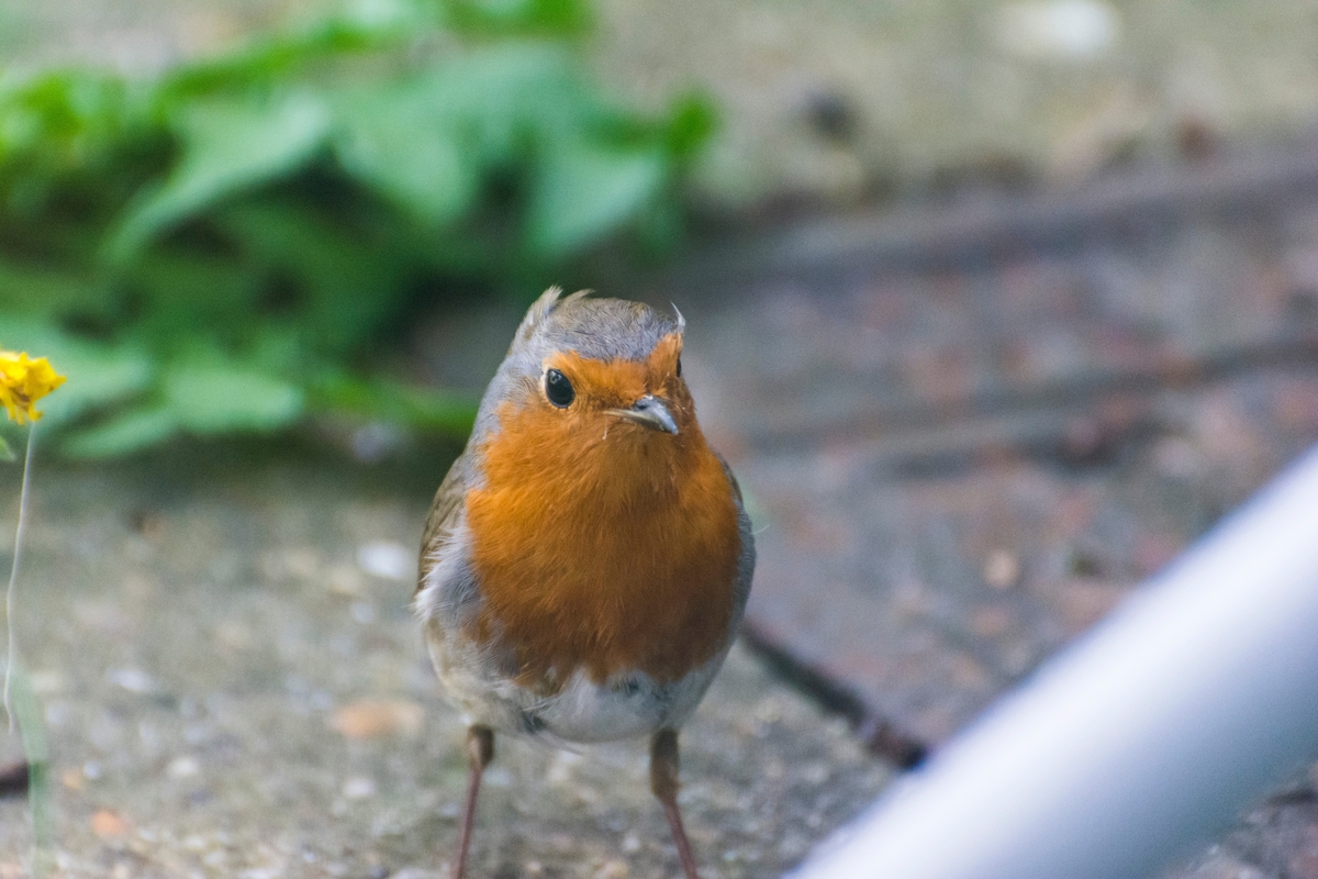 Vous aimez les rouges-gorges ? Voici le seul type de nichoir qu'ils aiment
