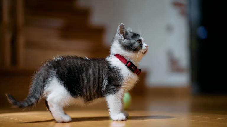 Munchkin, The Popular “Dachshund Cat” With Shortened Legs