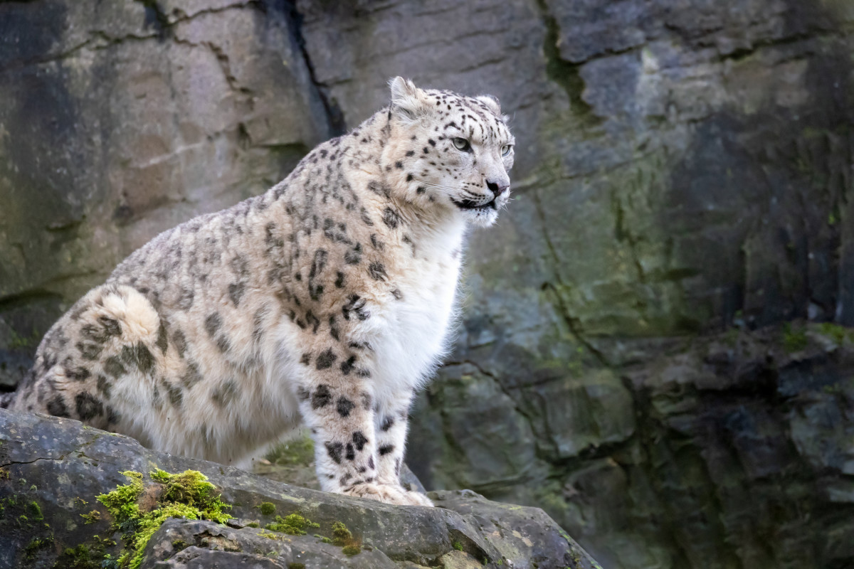 Snow Leopard Pounces With Glee When This Fall Fruit Is Added to Her ...