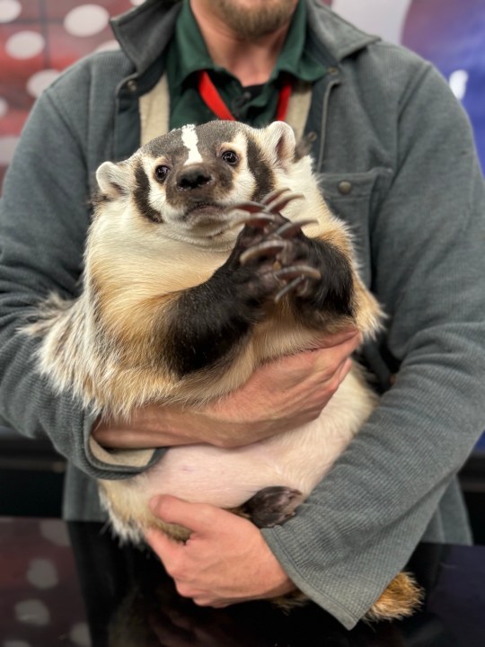Wild West Wildlife Rehabilitation brings Polly the Badger to Today in ...