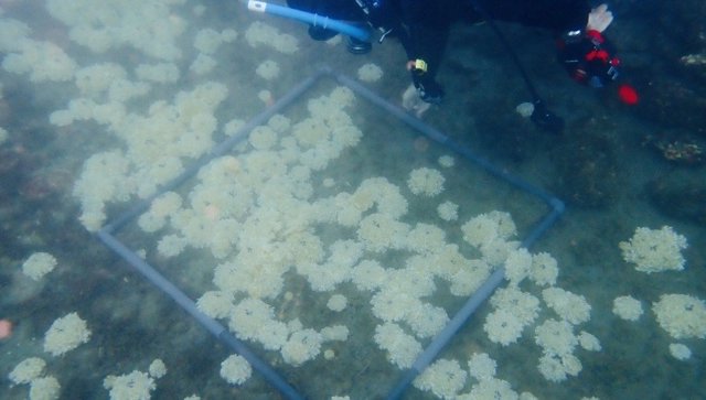 Detectan la medusa Cassiopea andromeda en Almería, el hallazgo "más ...