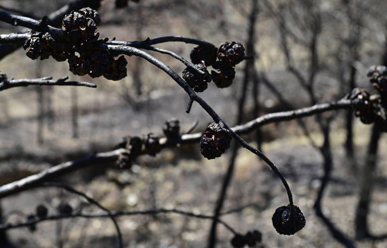 Aude : Après les incendies, les viticulteurs attendent toujours les ...