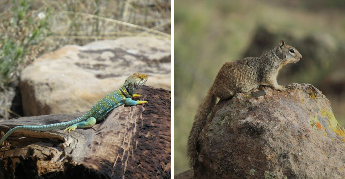 Meet The Animals Living In Petrified Forest National Park