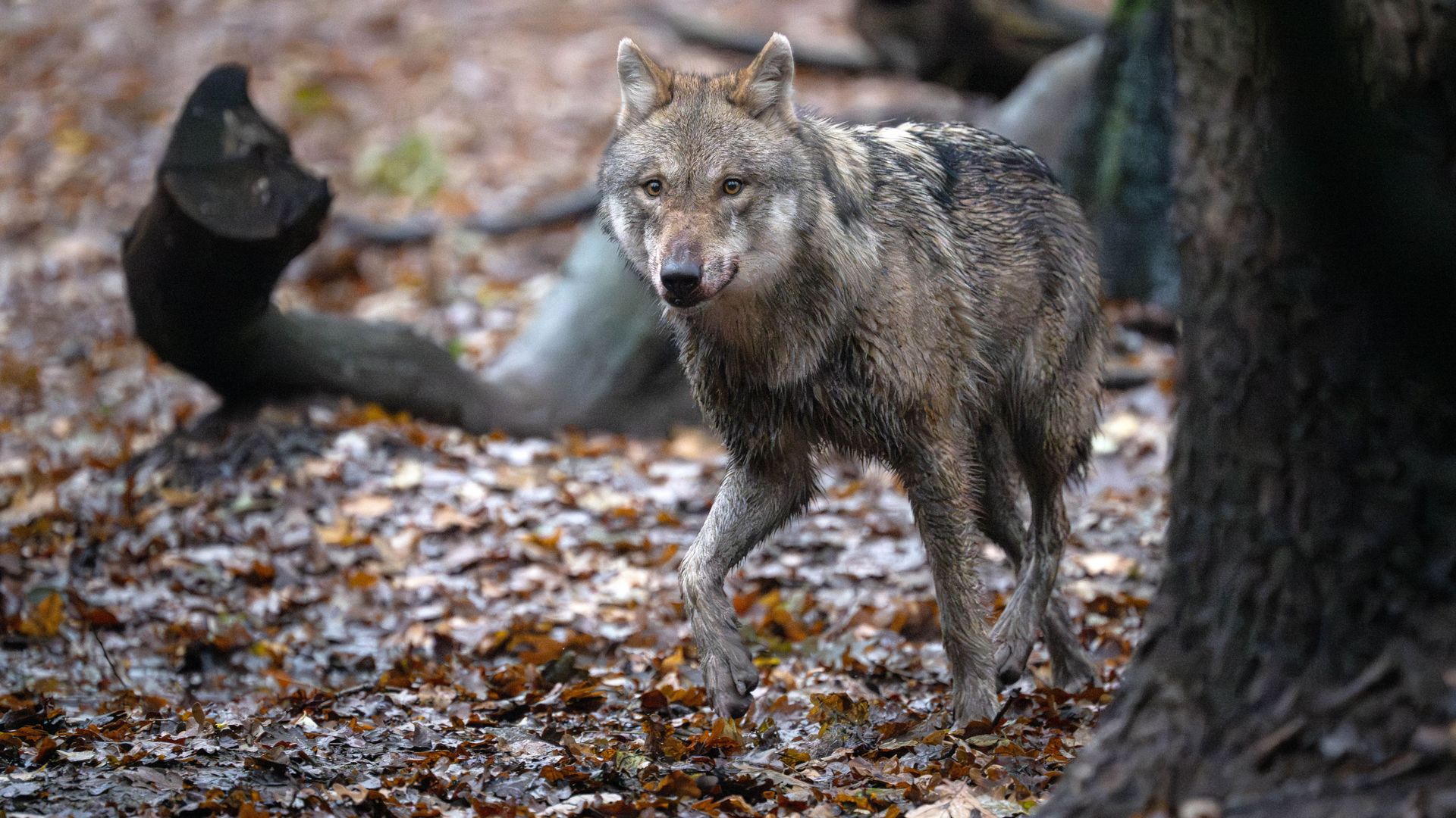 Niedersachsen: Wolf in Hannover gesichtet