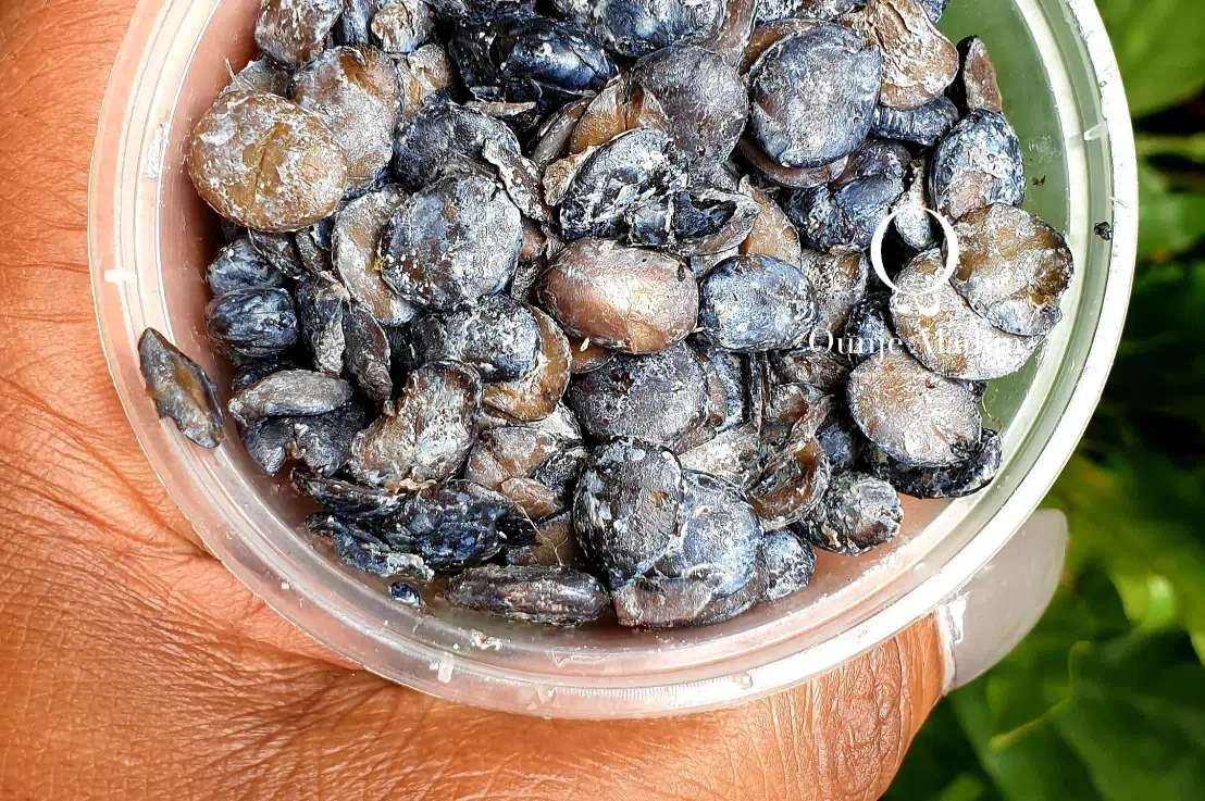 Ever Wondered Why Iru (Locust Beans) Smells? Here’s the Surprising Reason