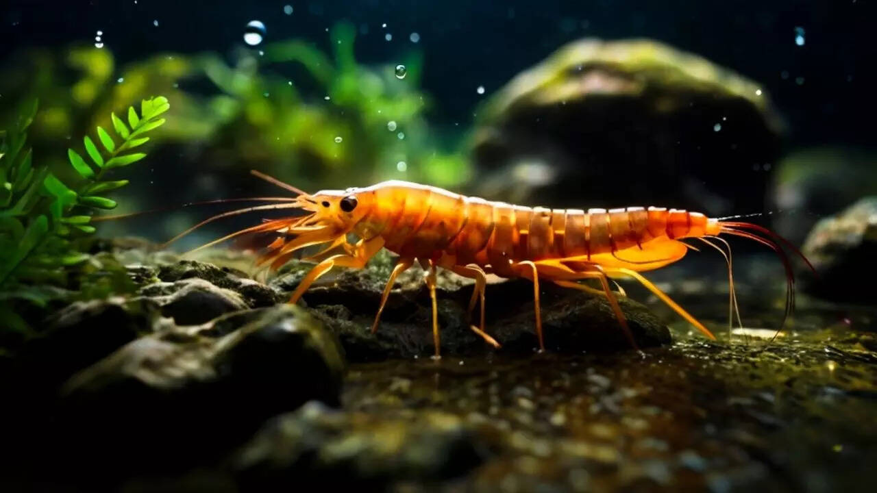 5 unique aquarium creatures that help keep the fish tank clean naturally