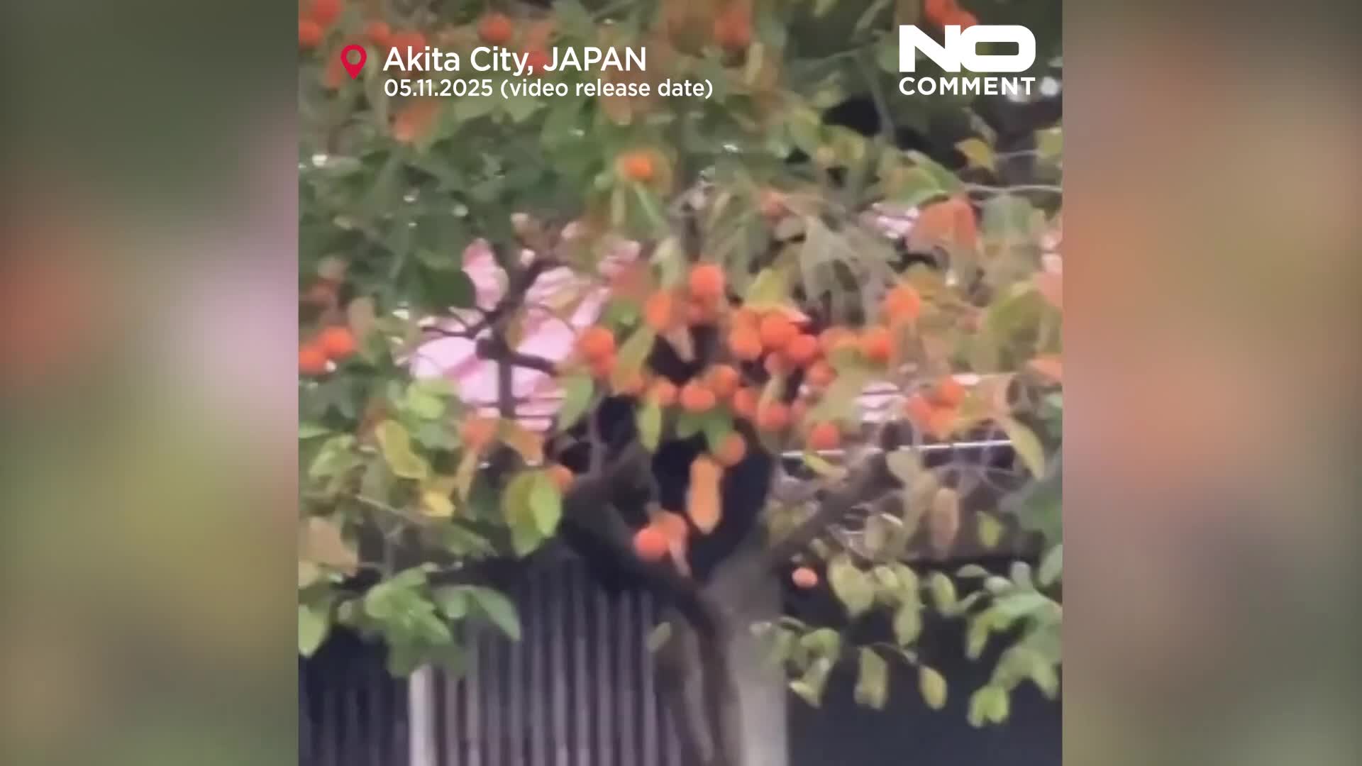 Le Japon déploie des troupes pour lutter contre les attaques d'ours