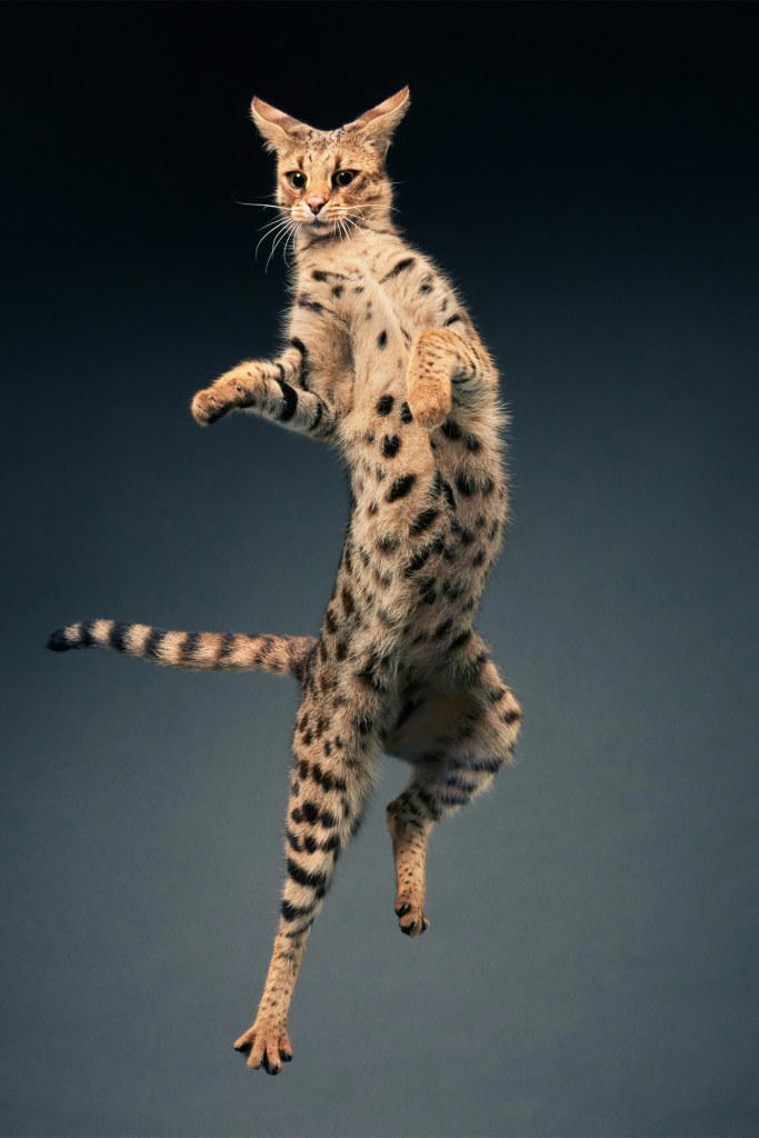 Cat fans will love this photobook of amazing and unusual cats
