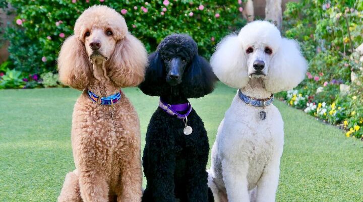3 Fun Facts About Poodles