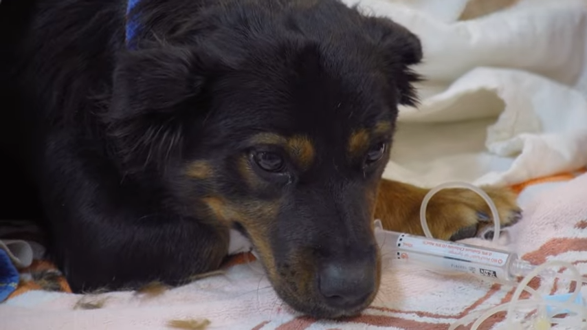 A veterinarian’s quick thinking saves a family’s beloved dog from tragedy