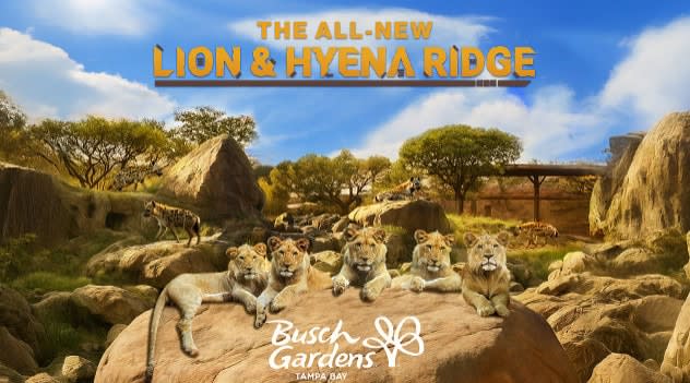 Busch Gardens Tampa Bay Roars Into 2026 With 35,000 Sq. Ft. ‘Lion ...