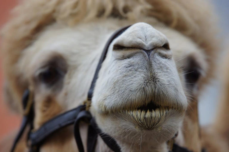 Chemicals from camels and alpacas used to treat human brain disorders