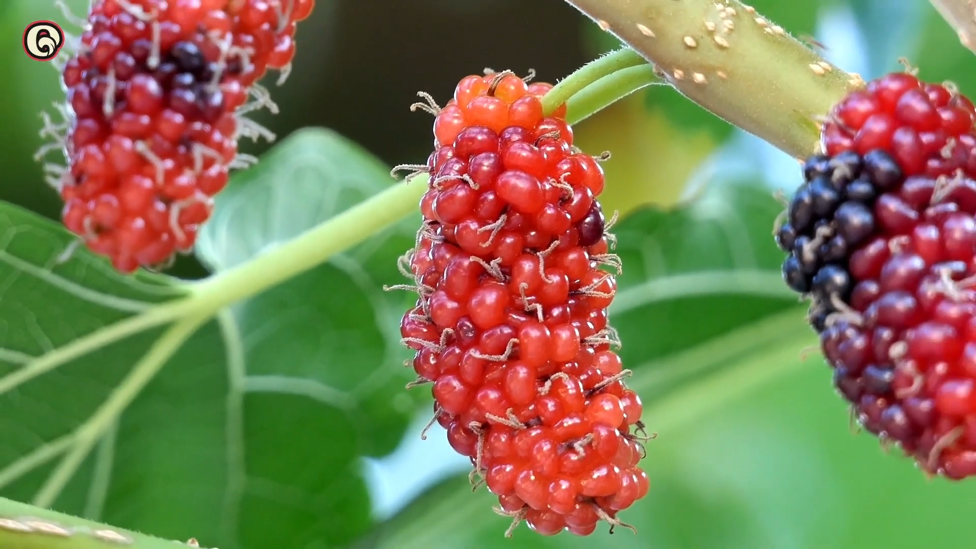 Foods that can actually make you hallucinate