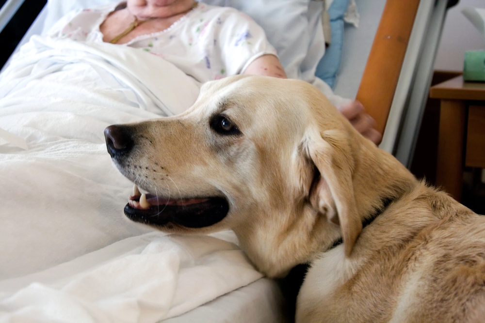 Gentle Animal Encounters That Heal the Soul
