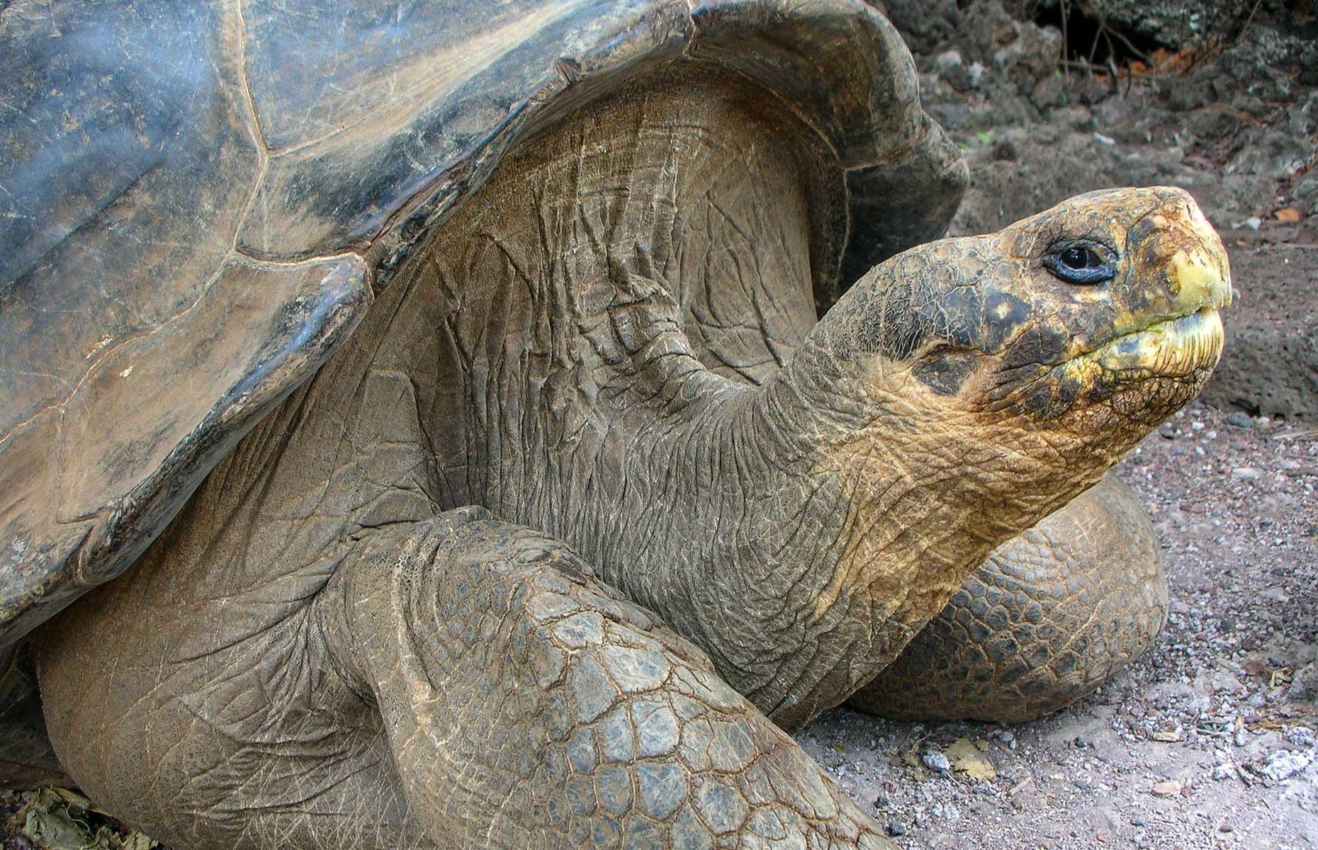 Extraordinary creatures that future generations will never see