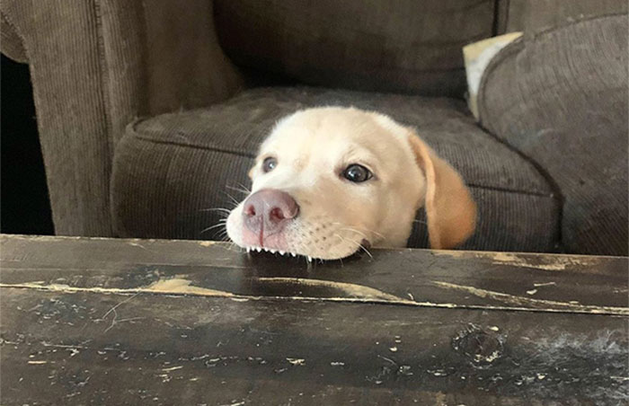 This Online Community Shares The Silliest Dog Photos Where Their Teeth ...