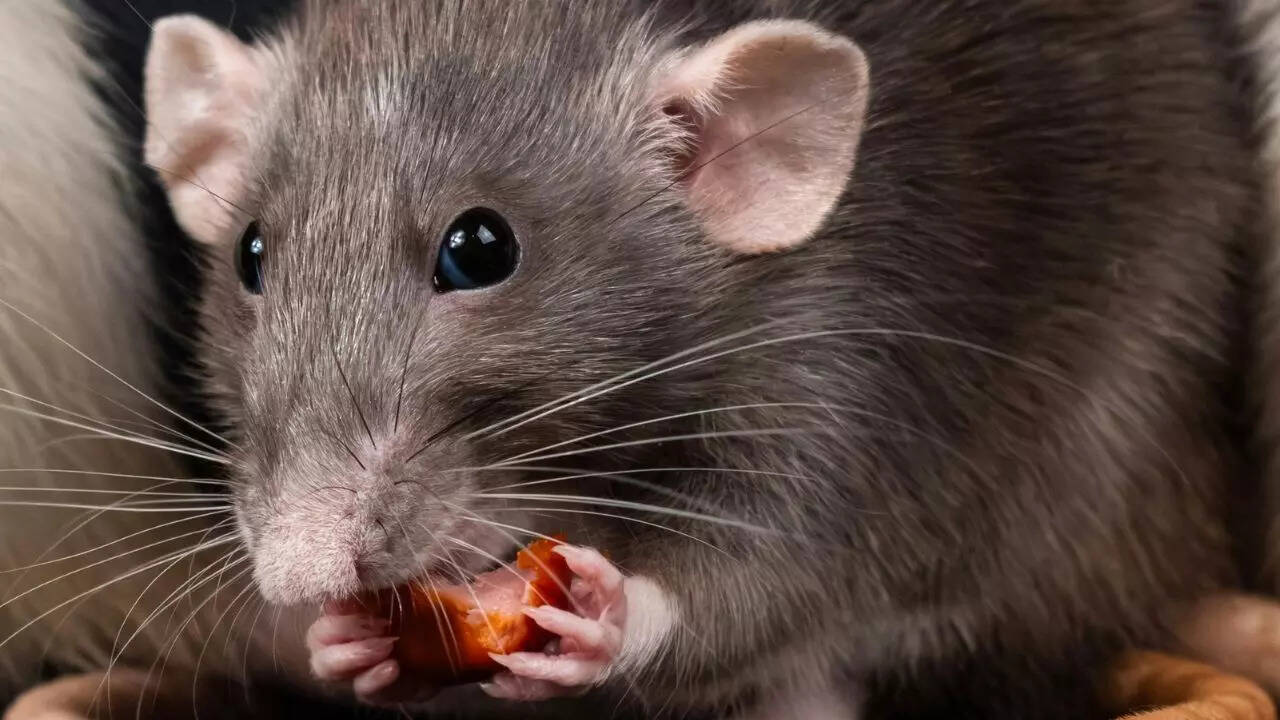 Harvard scientists create menstruating mice: A discovery that could ...