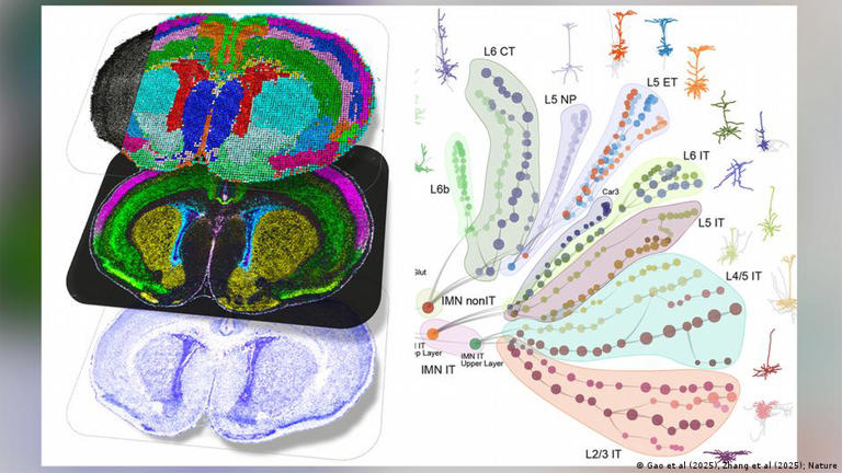 A new batch of 'brain atlases' shows how brain cells change from embryo ...