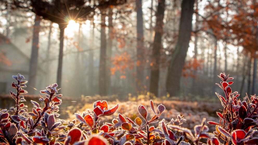 If November is cold and clear, then