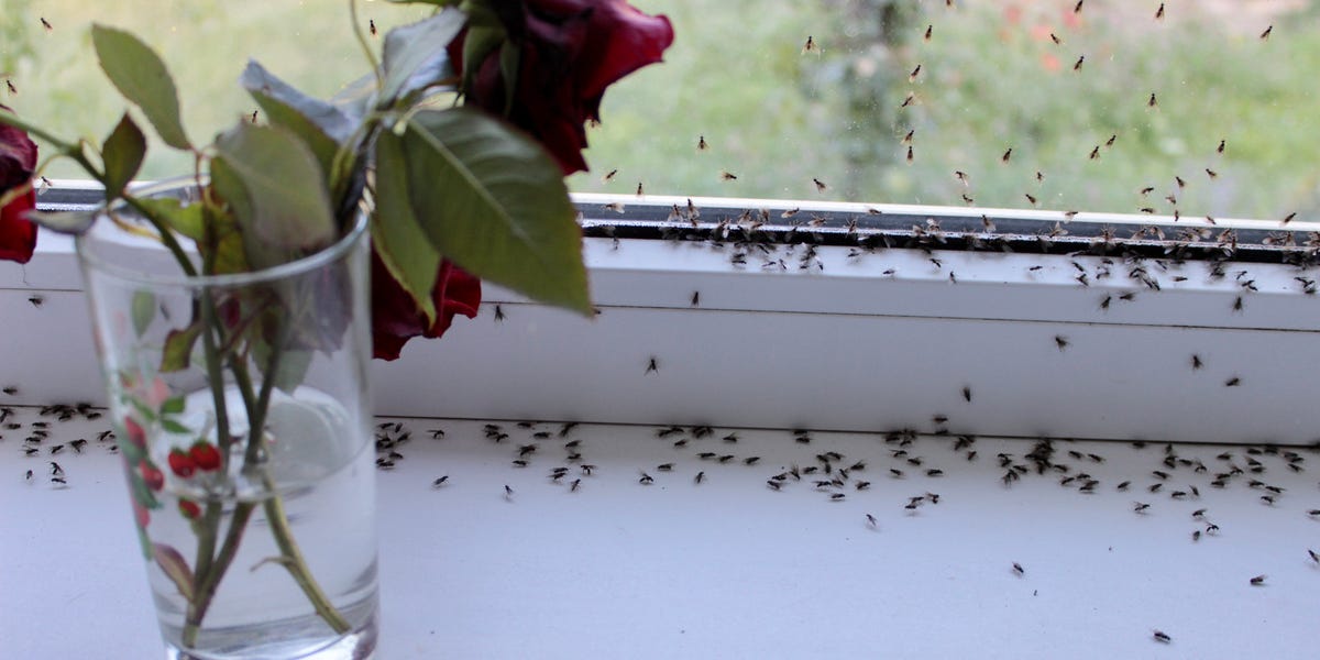 The Trick Pros Use to Get Rid of Indoor Ants